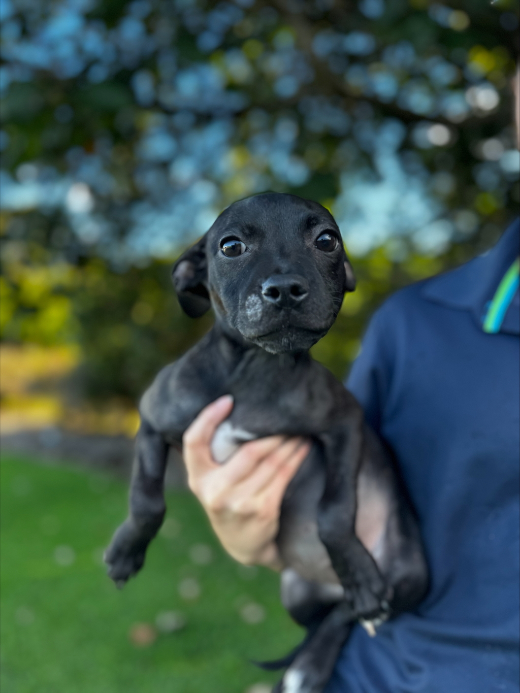 Tala - Medium Female American Staffordshire Bull Terrier Mix Dog in QLD - PetRescue