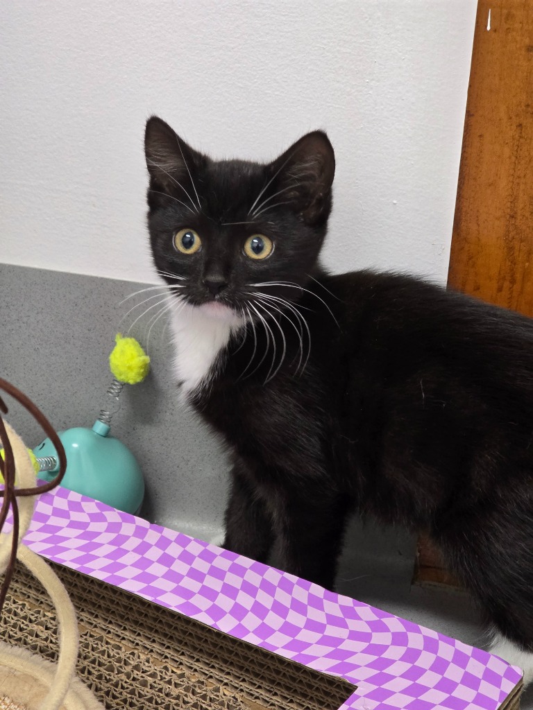 Biance Belair - Female Domestic Short Hair (DSH) Mix Cat in TAS - PetRescue