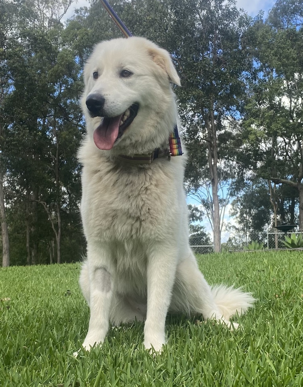 Bella - Medium Female Maremma Sheepdog Mix Dog in QLD - PetRescue