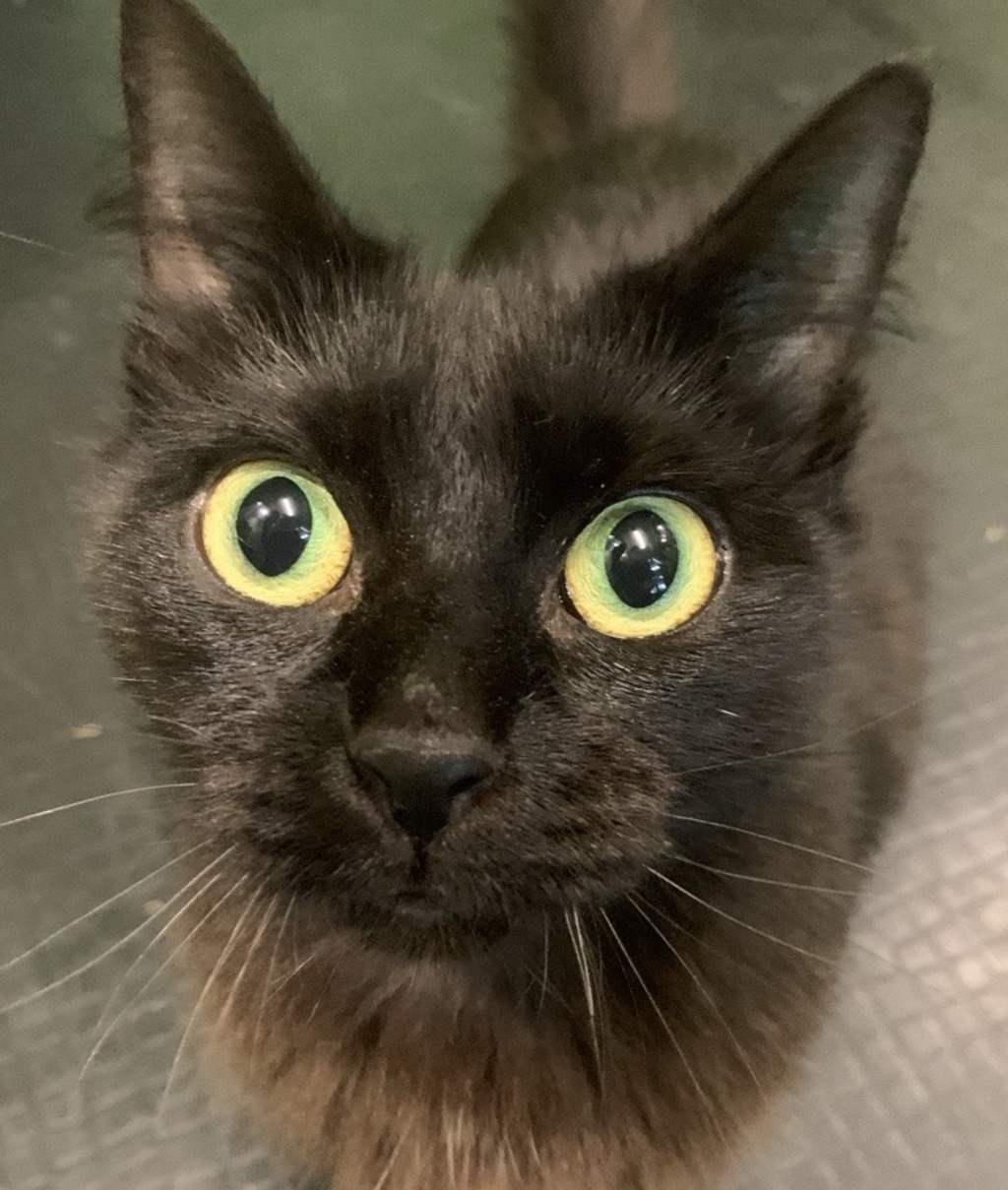 Jinx - Female Domestic Medium Hair Mix Cat in VIC - PetRescue