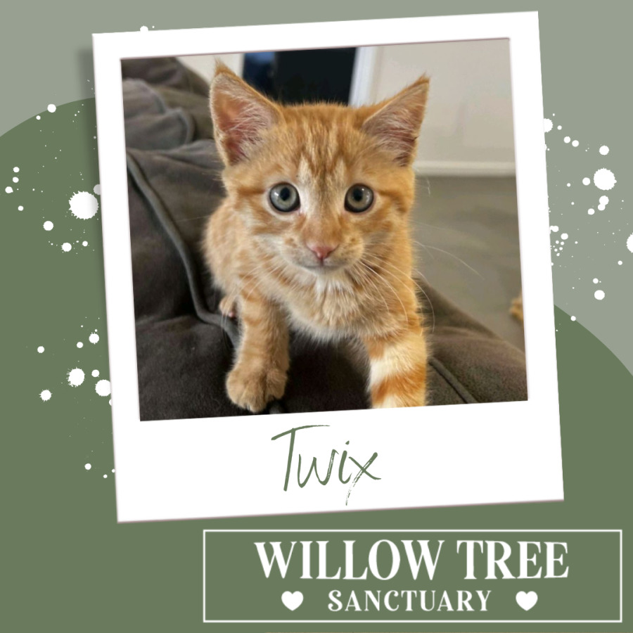 Twix - Female Domestic Short Hair (DSH) Cat in QLD - PetRescue