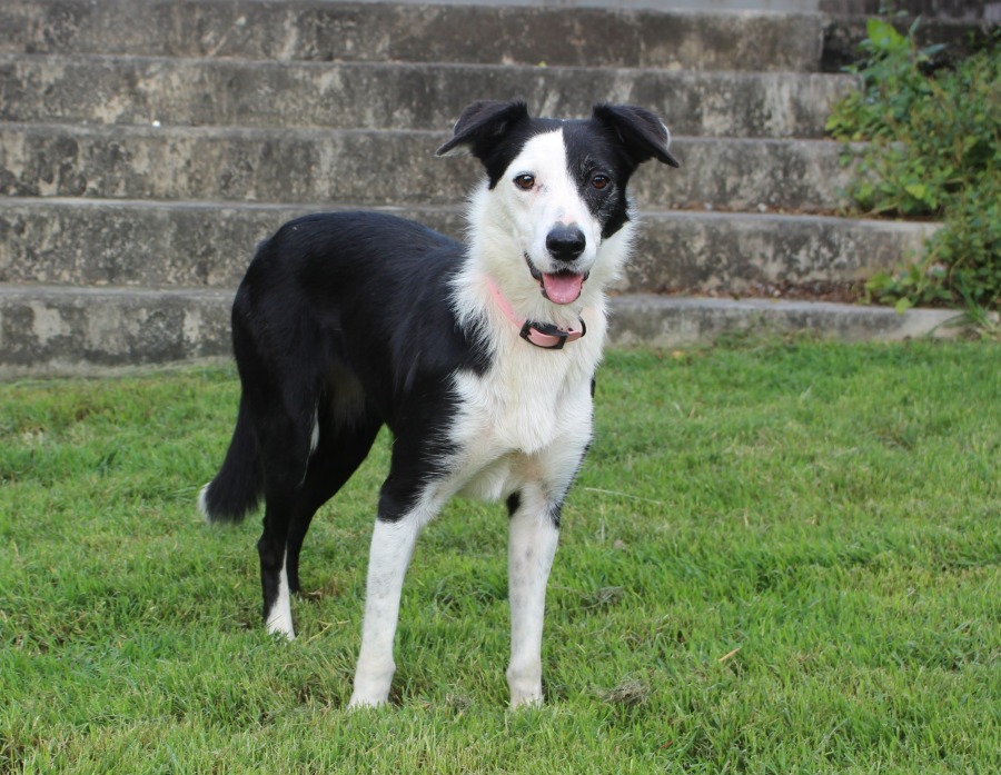 Wendy - Medium Female Border Collie Dog in QLD - PetRescue