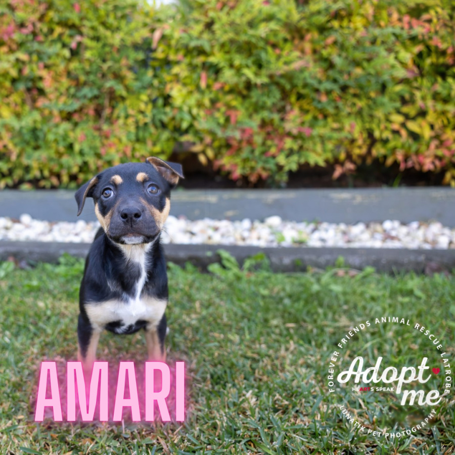 Amari - Medium Female Staffordshire Bull Terrier x Australian Kelpie Dog in VIC - PetRescue