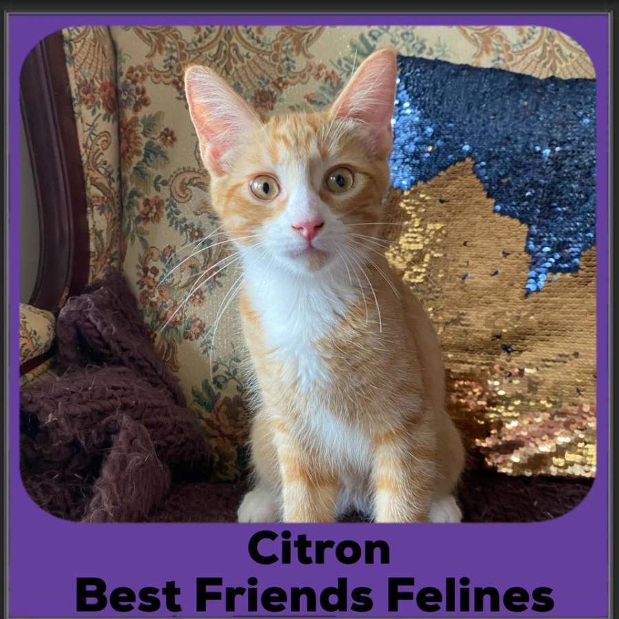 Citron - Male Domestic Short Hair (DSH) Cat in QLD - PetRescue