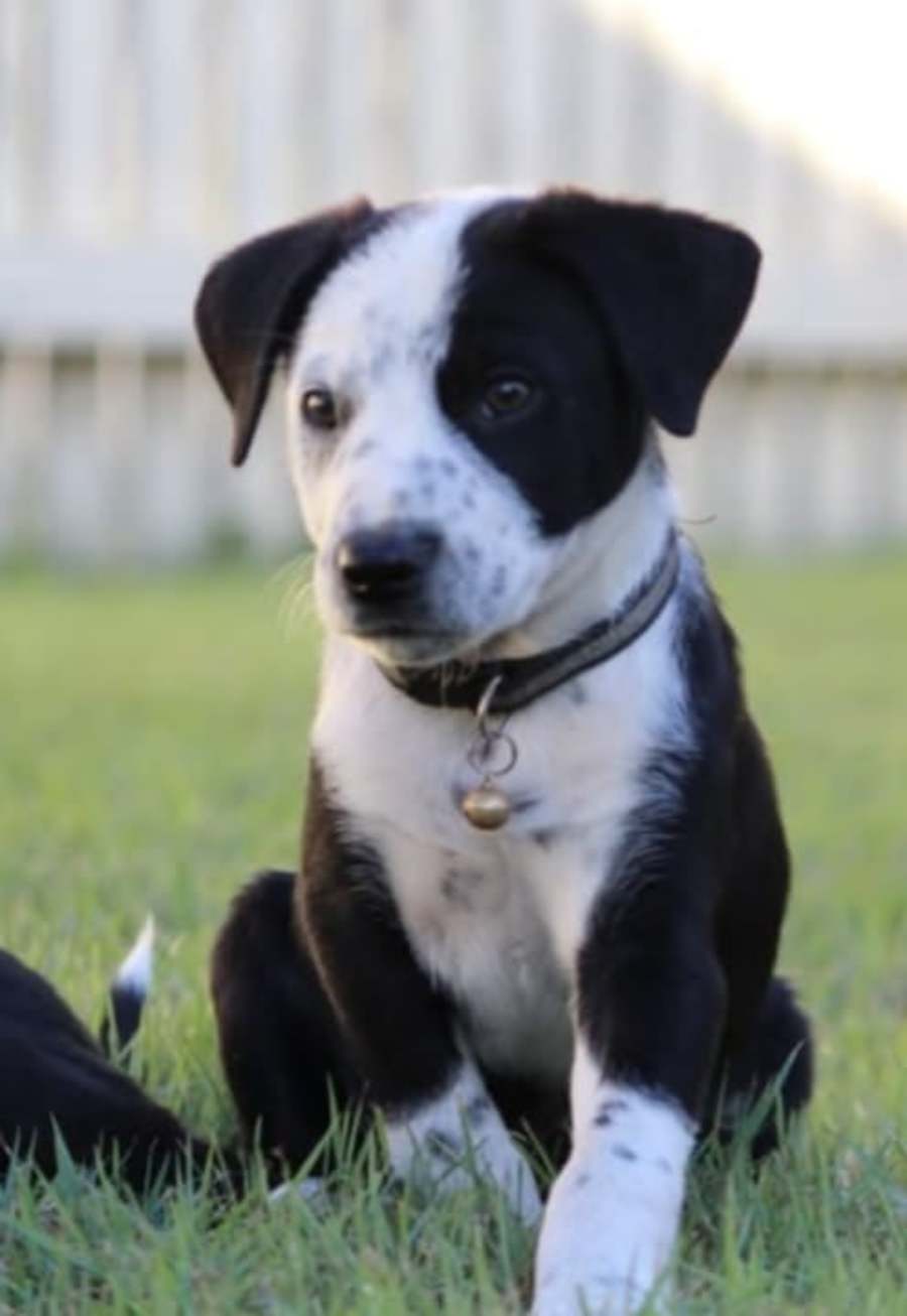 Tiki Animal Rescue - PetRescue