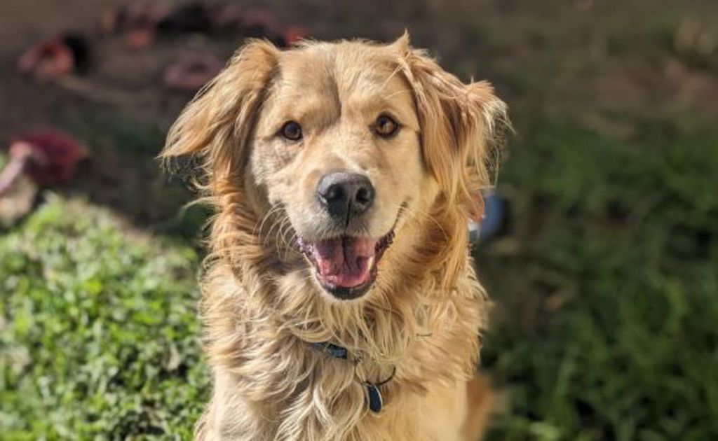 Melo - Large Male Golden Retriever Mix Dog in VIC - PetRescue