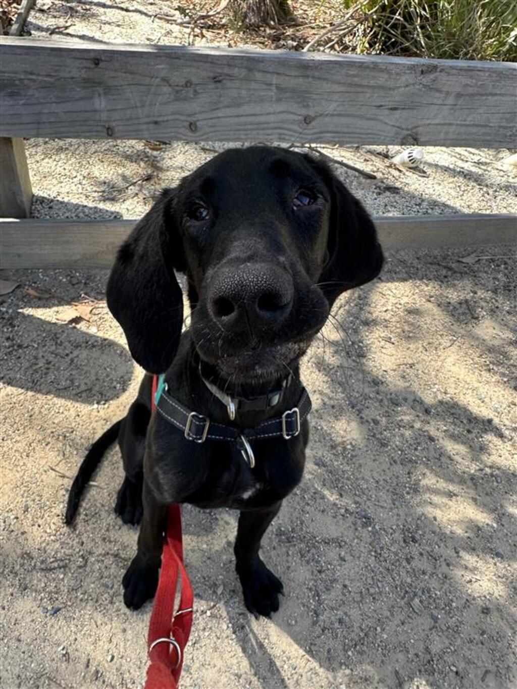 Scooby - Medium Male German Shorthaired Pointer x Great Dane Mix Dog in ...