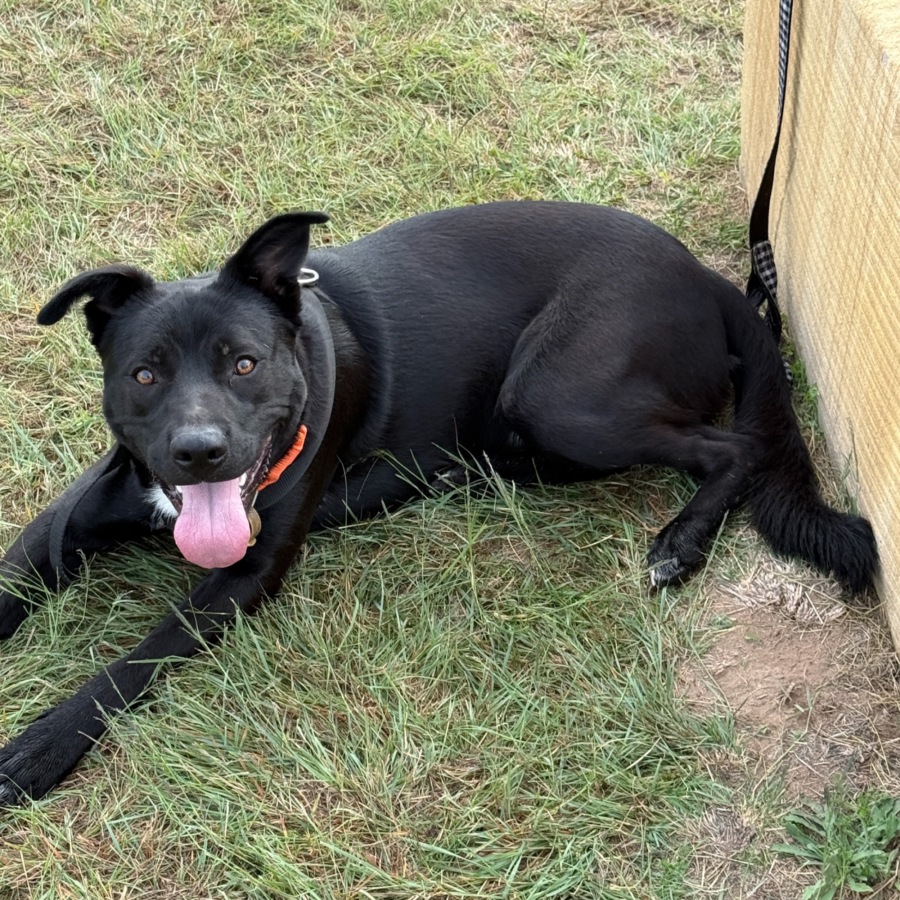 Koah - Medium Male German Shepherd Dog Mix Dog in QLD - PetRescue