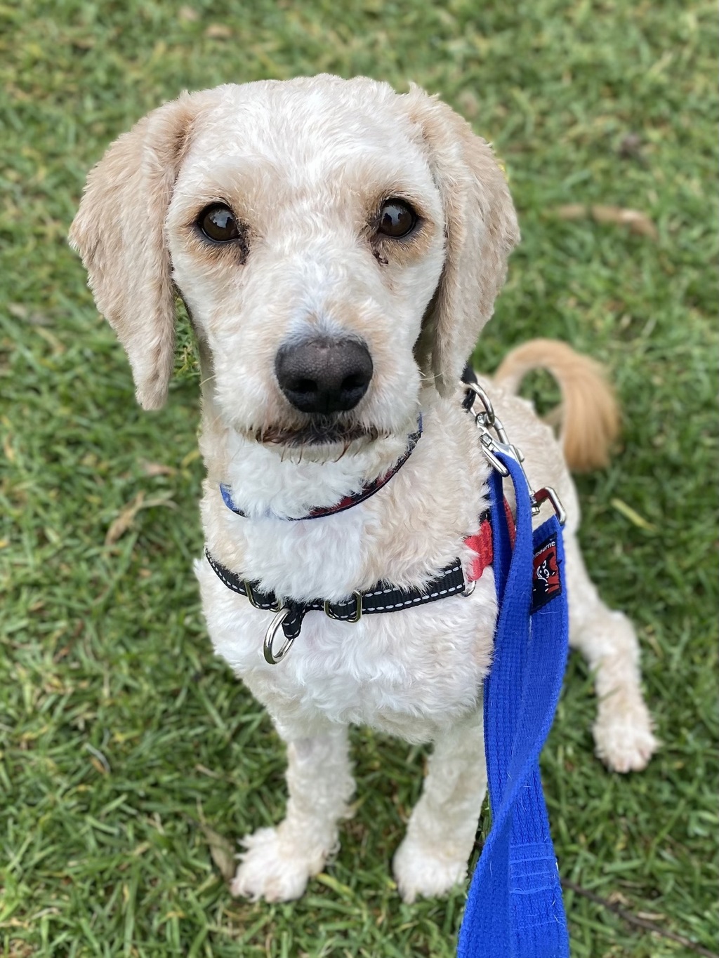 Bailey - Small Male Cavoodle Mix Dog in VIC - PetRescue