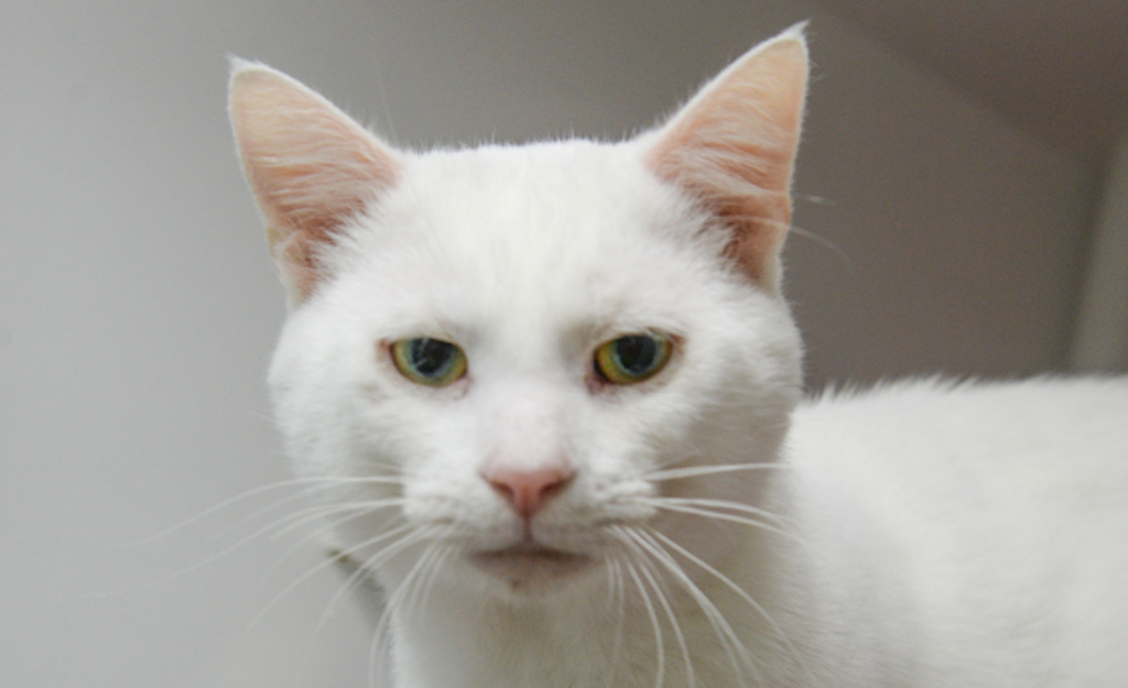 James - Male Domestic Short Hair Mix Cat in VIC - PetRescue