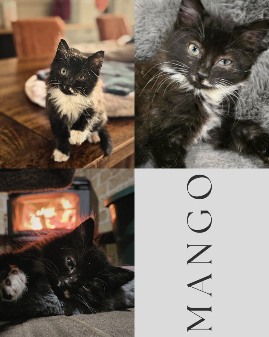 Mango - Male Domestic Medium Hair (DMH) Cat in NSW - PetRescue