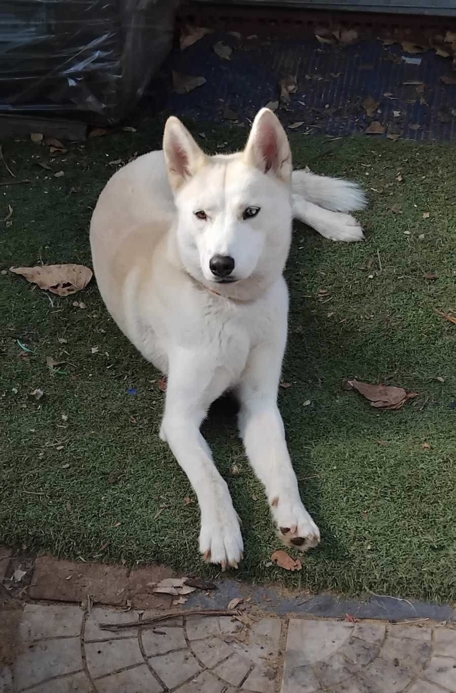 Goose - Medium Female Dingo Mix Dog in WA - PetRescue