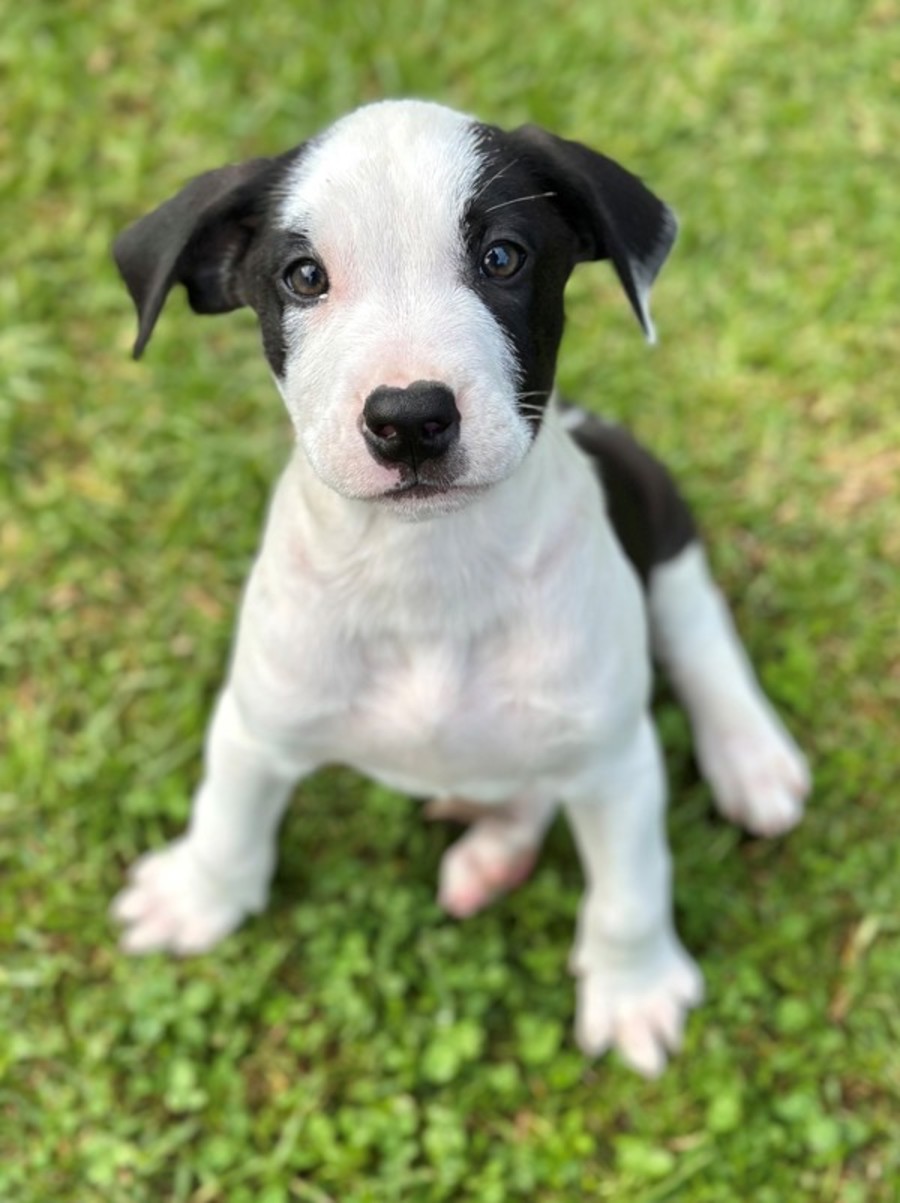 Bug - Large Male Border Collie x Cane Corso Mix Dog in NSW - PetRescue