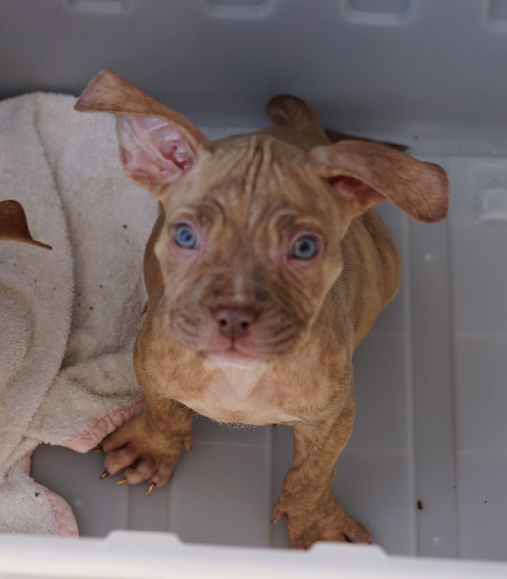 Chai - Medium Female American Staffordshire Bull Terrier Mix Dog in QLD ...