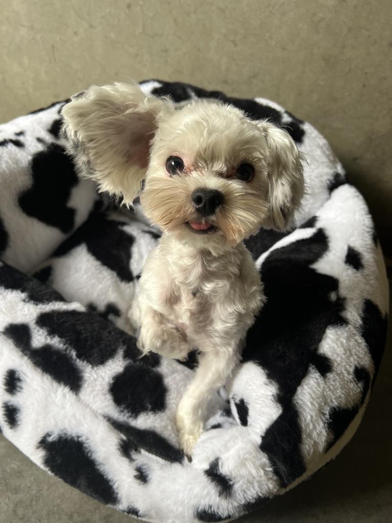 Wolfie - Small Male Shih Tzu Mix Dog in QLD - PetRescue