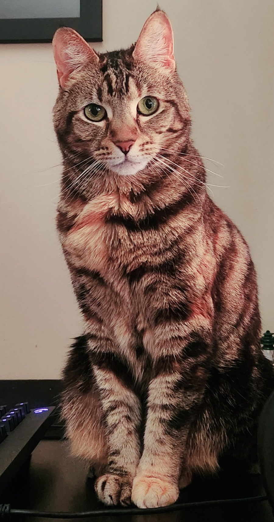 Twiglet ( Tilly ) - Female Domestic Short Hair (DSH) Cat in VIC - PetRescue