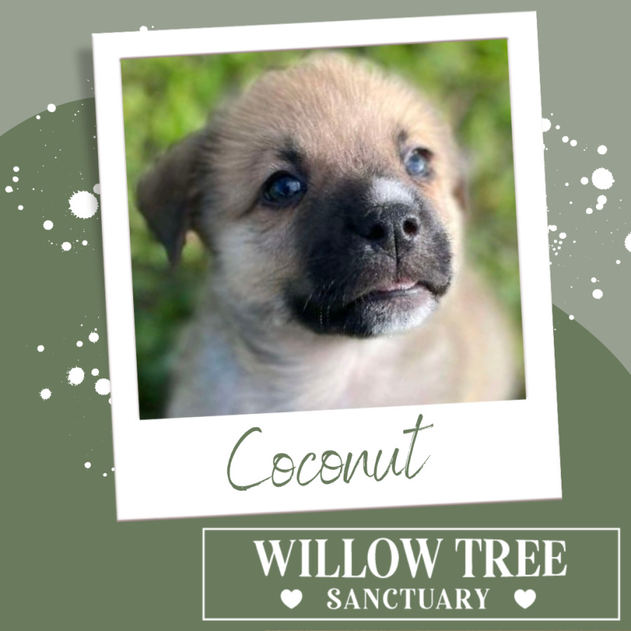 Coconut - Medium Male Golden Retriever Mix Dog in QLD - PetRescue