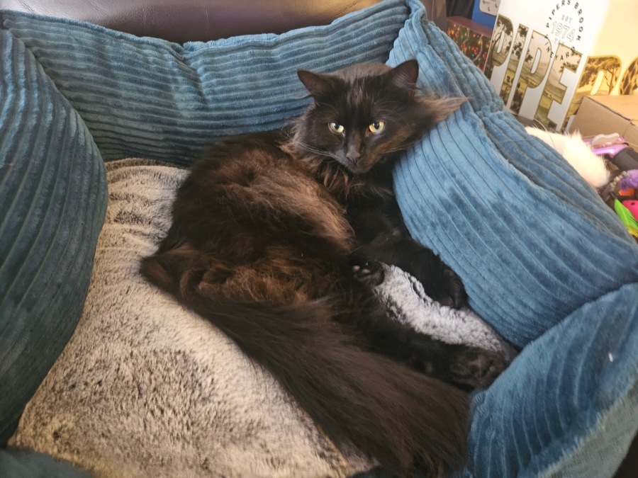 Sam Lozano - Male Domestic Medium Hair Mix Cat in VIC - PetRescue