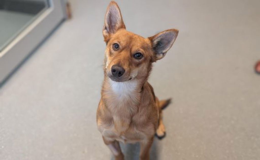 Foxy - Small Male Jack Russell Terrier x Kelpie Mix Dog in VIC - PetRescue
