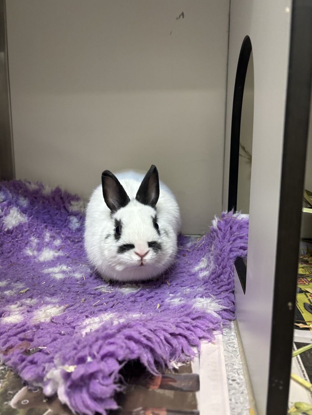 Hatty - Female Dwarf Mix Rabbit in VIC - PetRescue