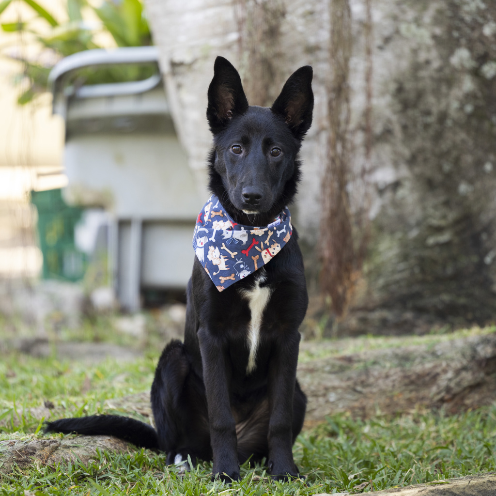 Delilah - Medium Female German Shepherd x Australian Kelpie Mix Dog in ...