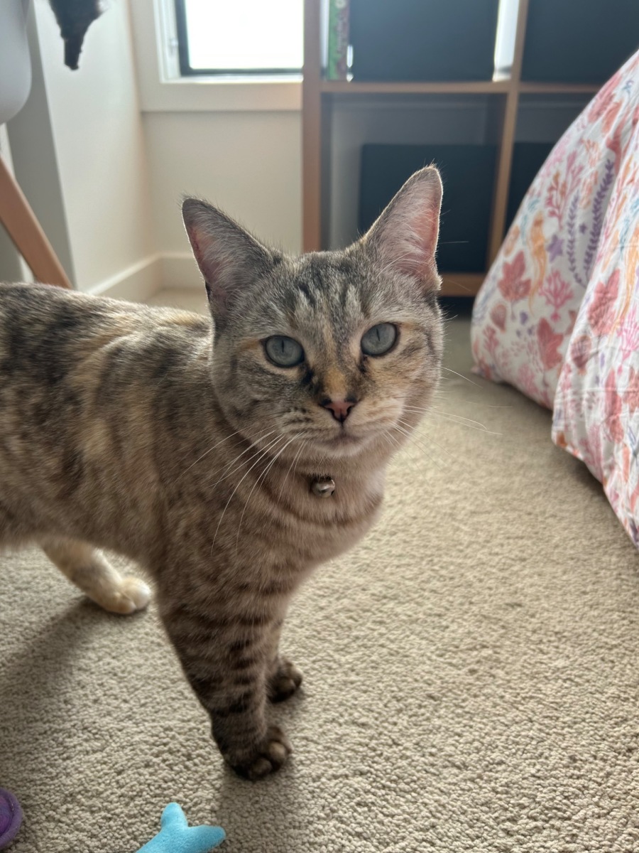 Pippa - Female Ragdoll Mix Cat in VIC - PetRescue