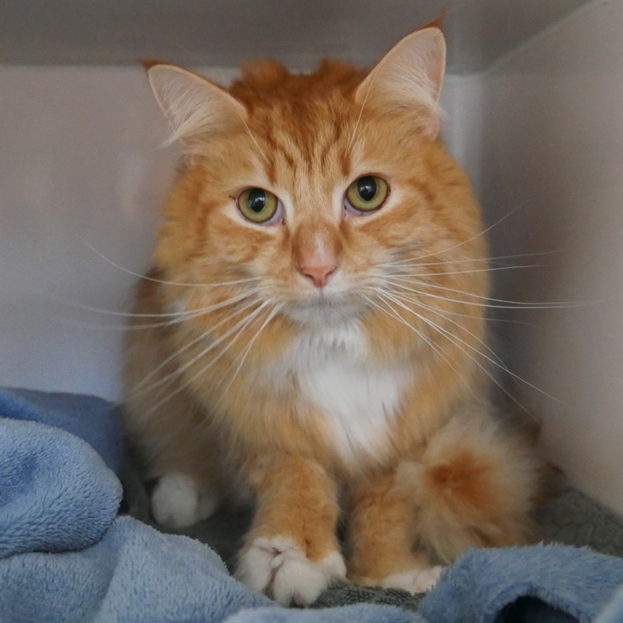 Simba SUA013924 - Male Domestic Medium Hair (DMH) Cat in VIC - PetRescue