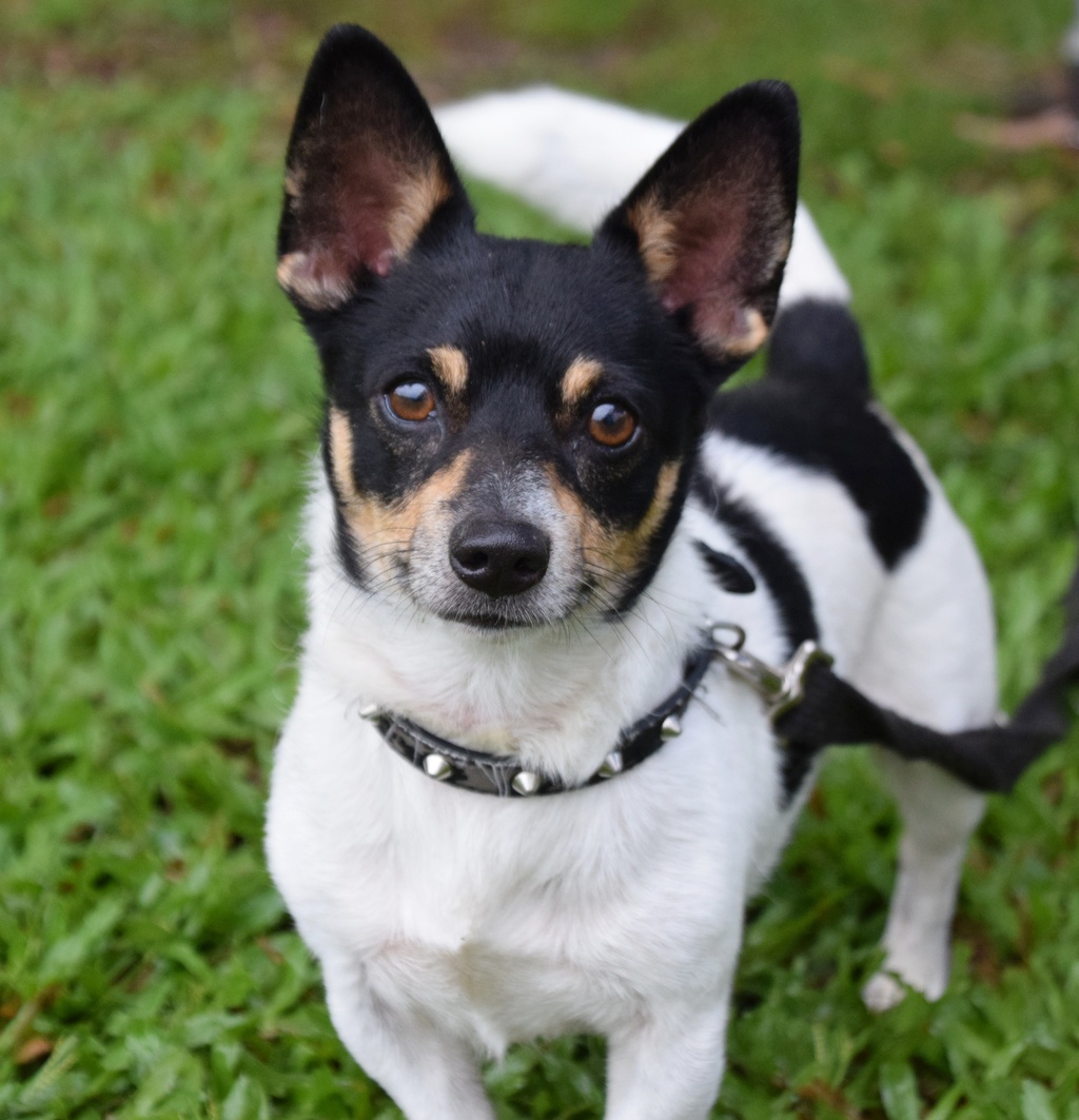 Peppi - Small Male Miniature Fox Terrier Mix Dog in QLD - PetRescue