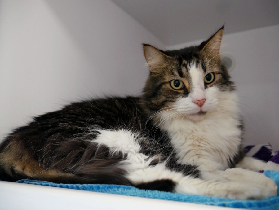 Milo STA013928 - Male Domestic Medium Hair (DMH) Cat in VIC - PetRescue