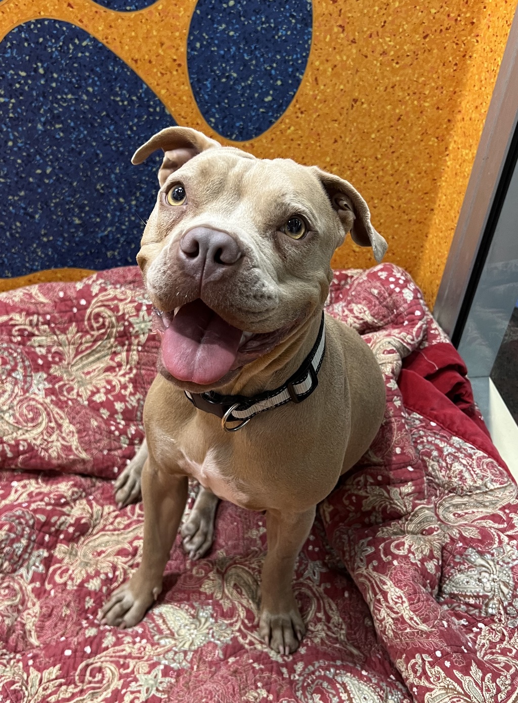 Duchess - Medium Female American Bulldog Mix Dog in QLD - PetRescue