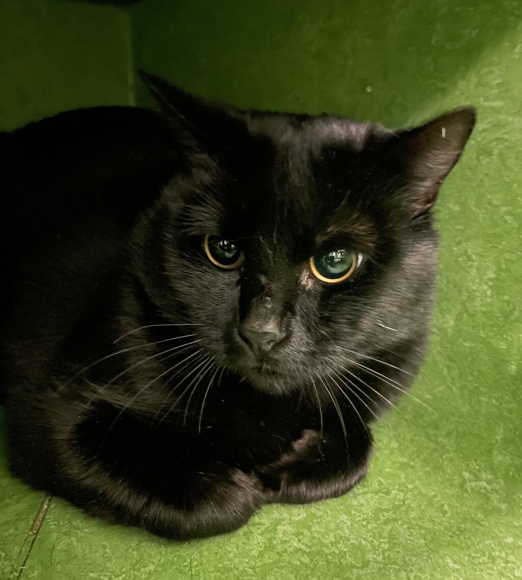 Sesame - Male Domestic Short Hair Cat in VIC - PetRescue