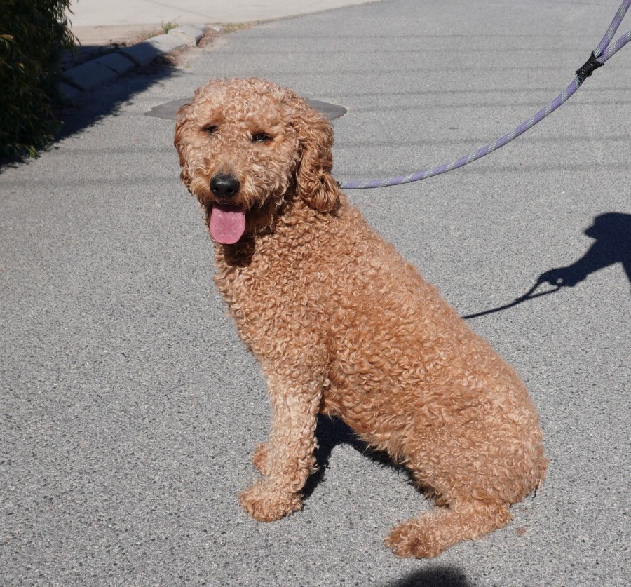 Nessie - Medium Female Poodle (Standard) x Labrador Retriever Dog in WA - PetRescue