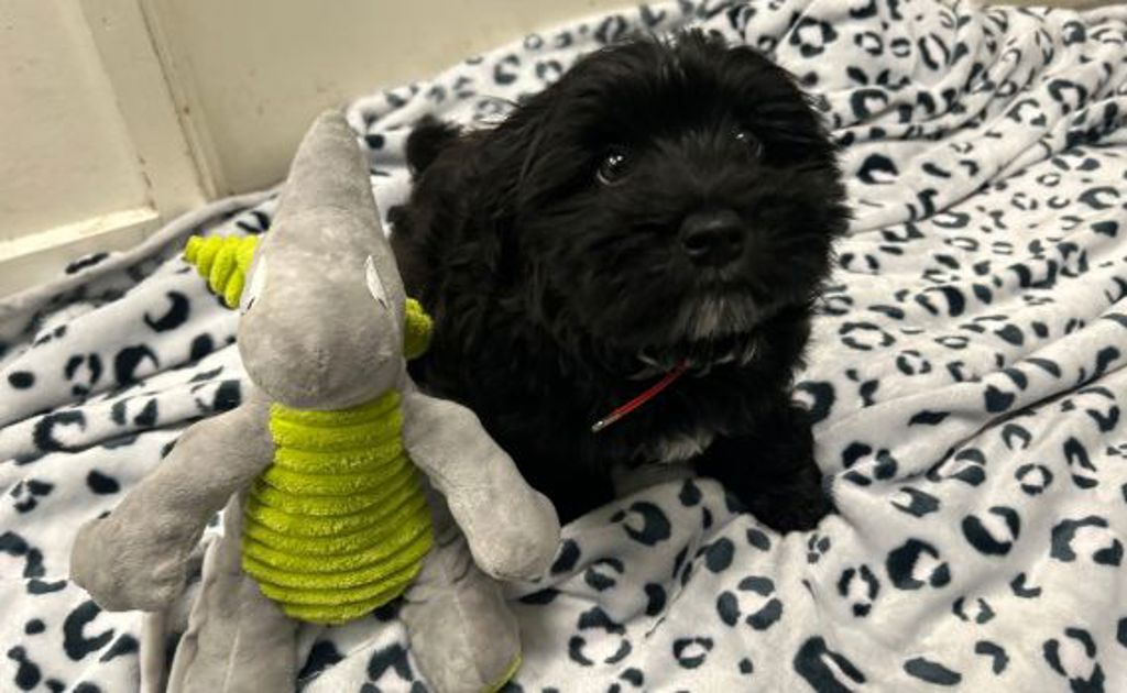 Bruce - Small Male Terrier Mix Dog in VIC - PetRescue