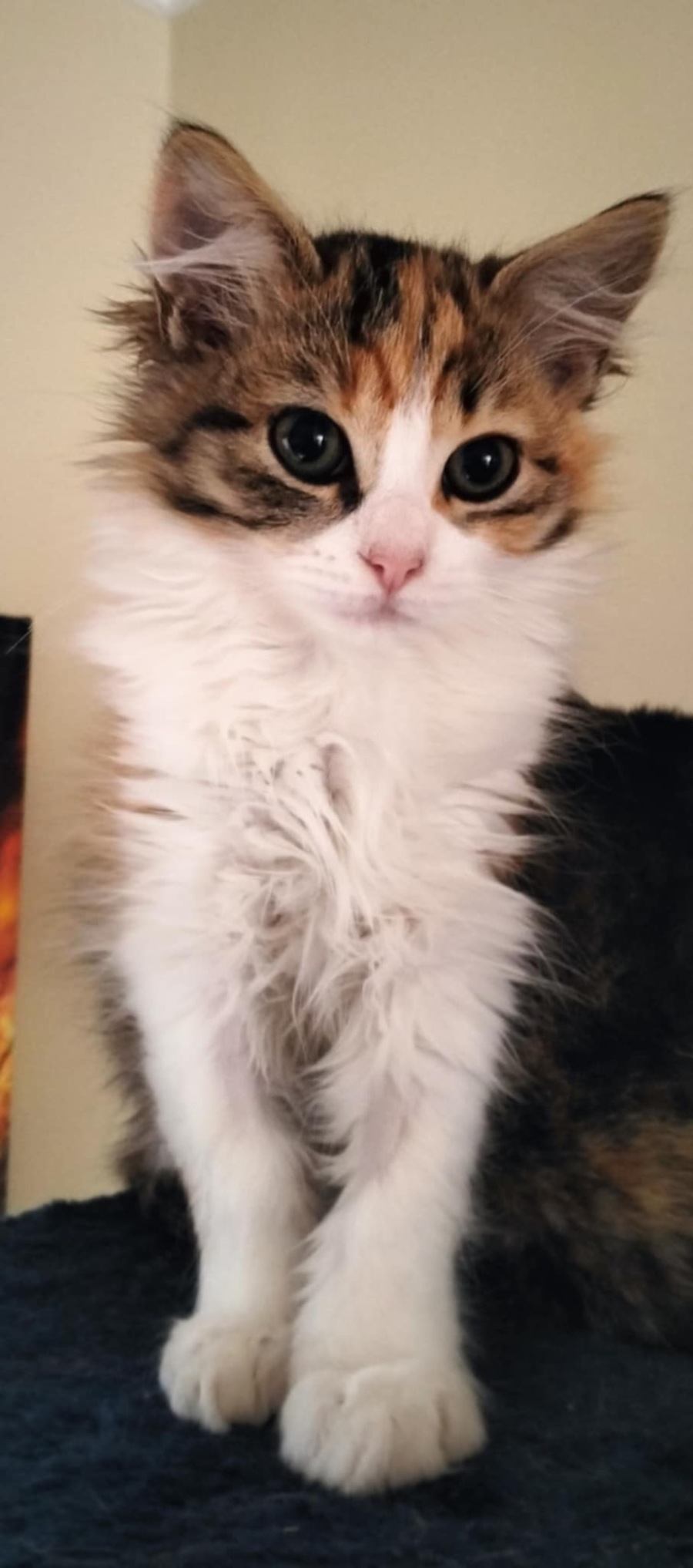 Flick - Female Domestic Medium Hair (DMH) Cat in VIC - PetRescue