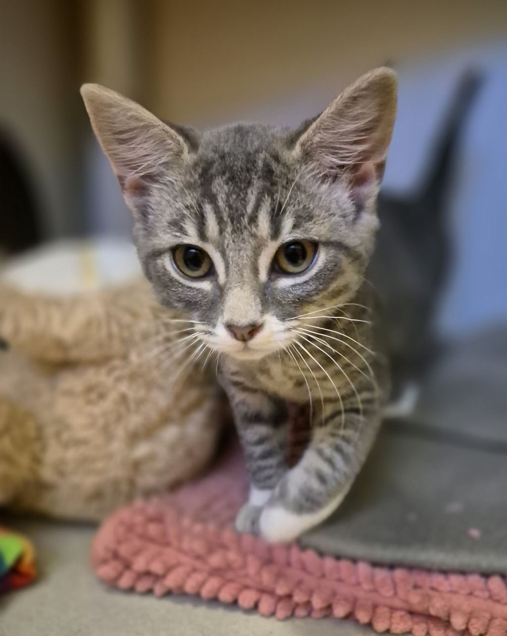 Chorizo - Female Domestic Short Hair Mix Cat in QLD - PetRescue