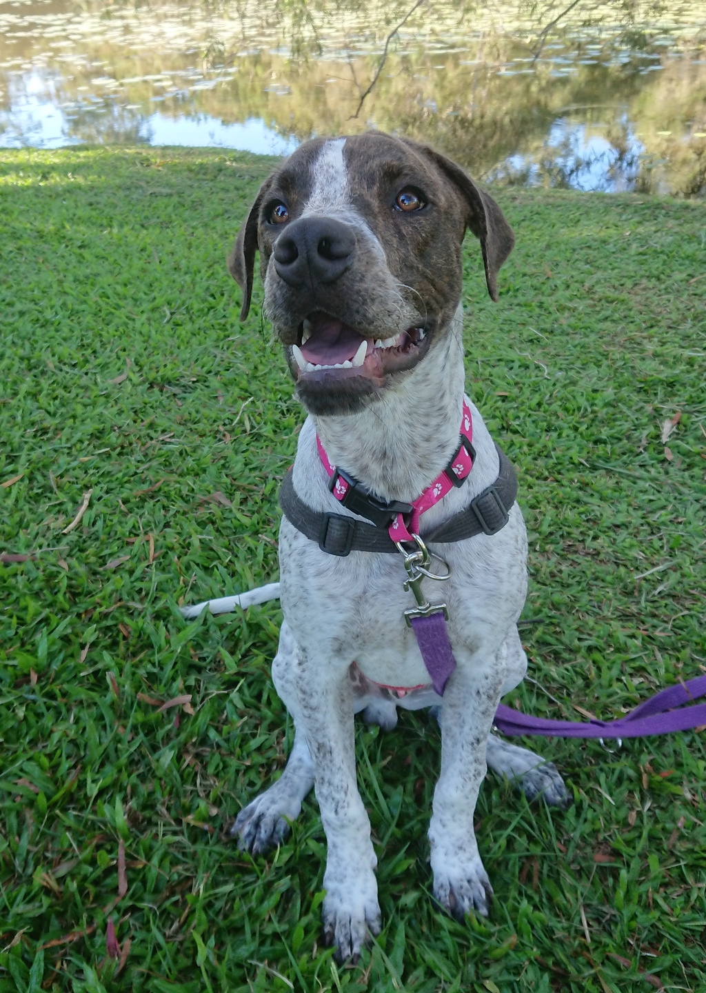 Oliver - Large Male Bull Arab x German Shorthaired Pointer Mix Dog in ...