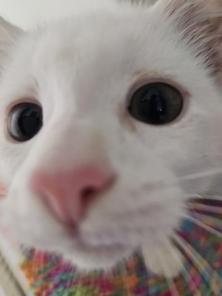 Phyllis - Male Dsh Mix Cat in WA - PetRescue