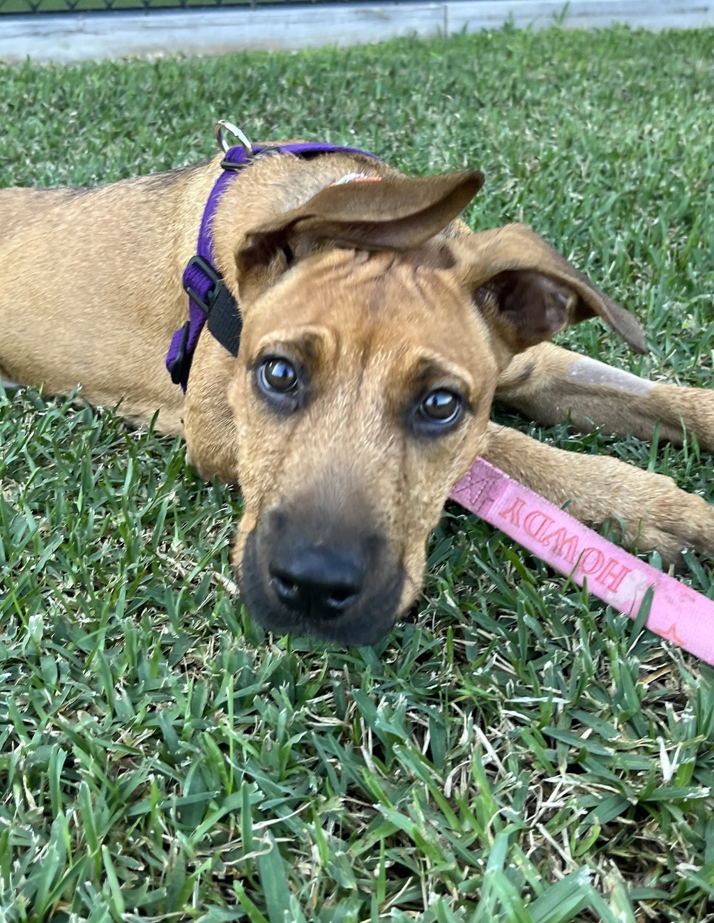 Lizzy - Medium Female Irish Wolfhound x Rhodesian Ridgeback Mix Dog in ...
