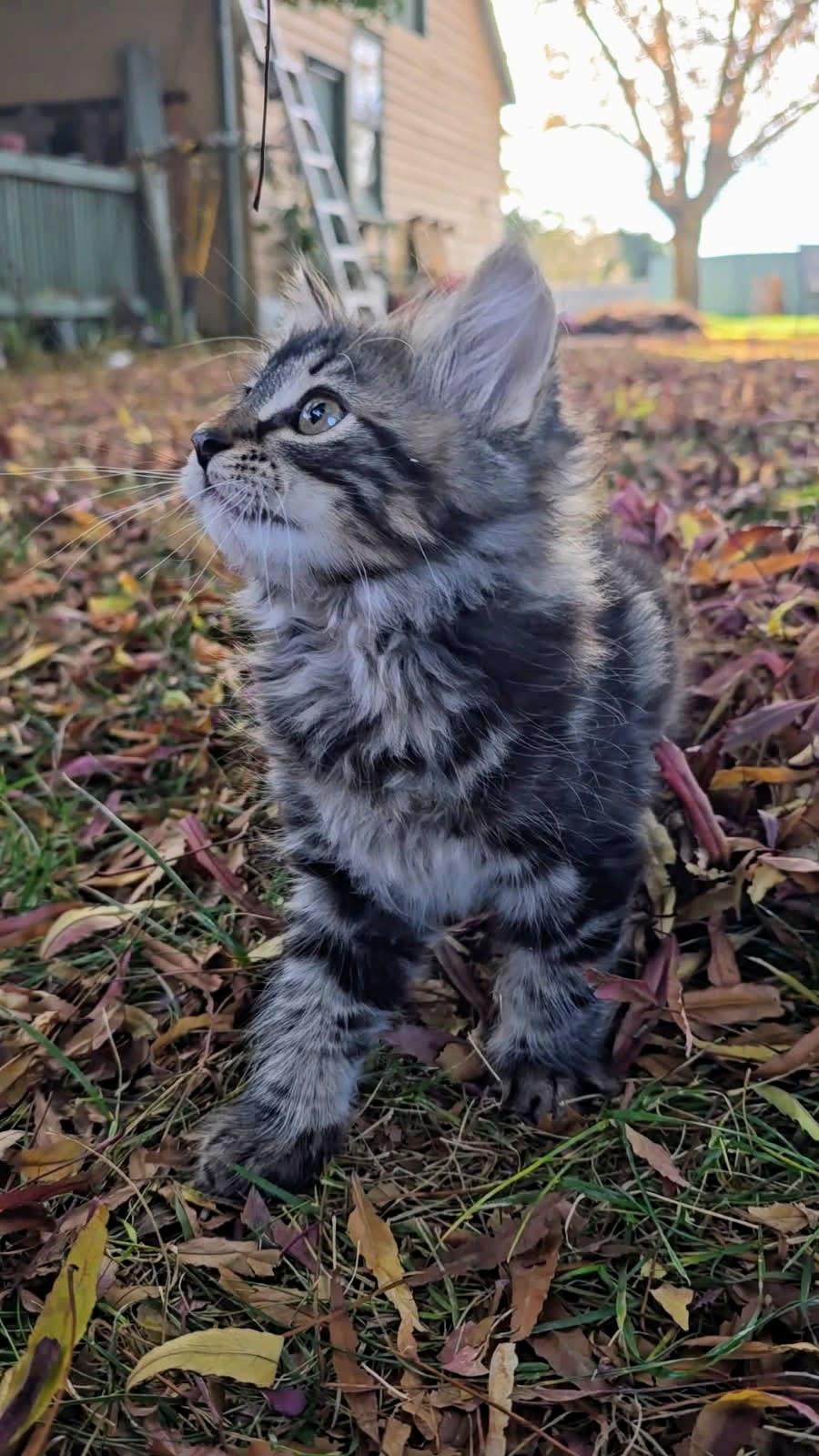 Mushu - Male Domestic Long Hair (DLH) Cat in VIC - PetRescue