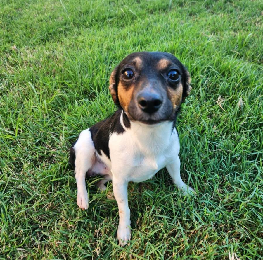 Fetch - Small Male Fox Terrier Dog in QLD - PetRescue