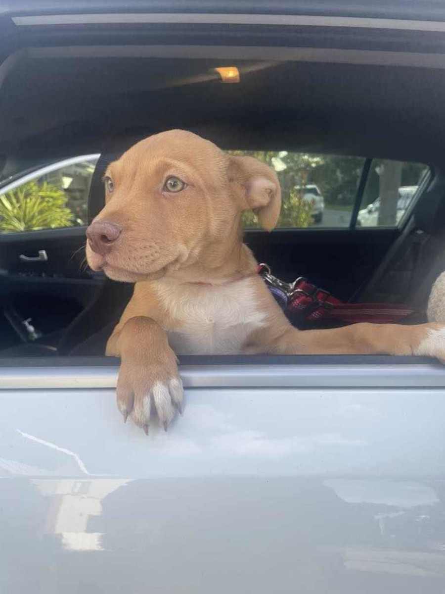 Digger - Medium Male Staffordshire Bull Terrier Mix Dog in VIC - PetRescue