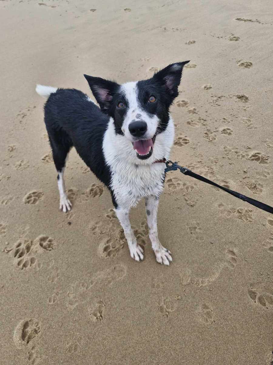 Dulcie - Medium Female Border Collie Dog in NSW - PetRescue