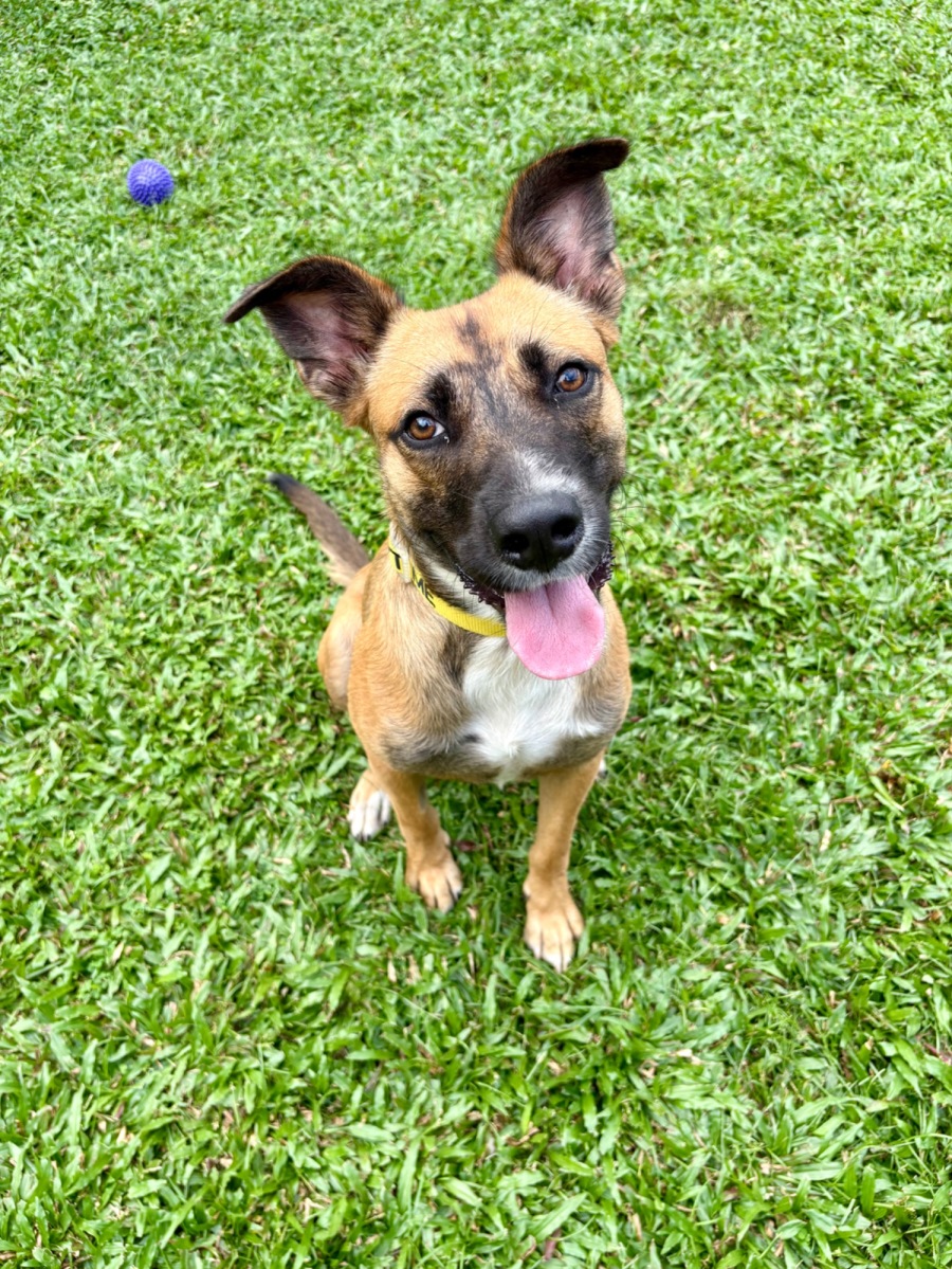 Ron - Medium Male Australian Kelpie Mix Dog in QLD - PetRescue