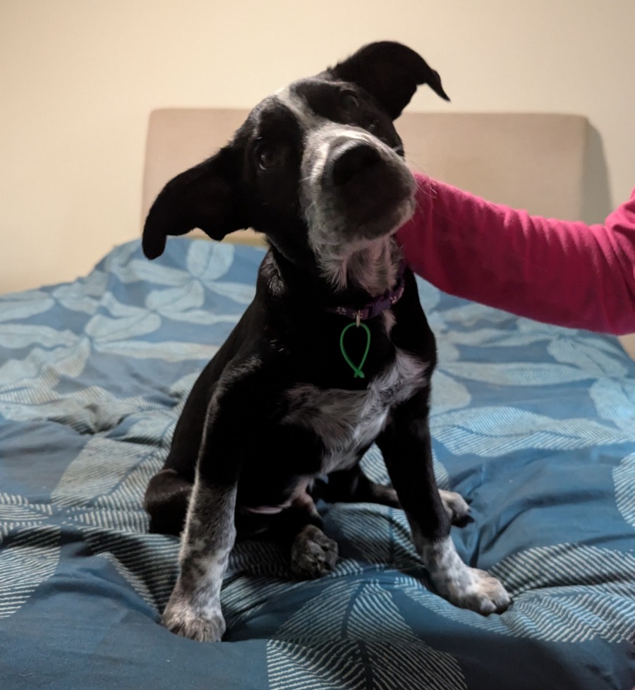 Percy - Medium Male Border Collie Mix Dog in NSW - PetRescue