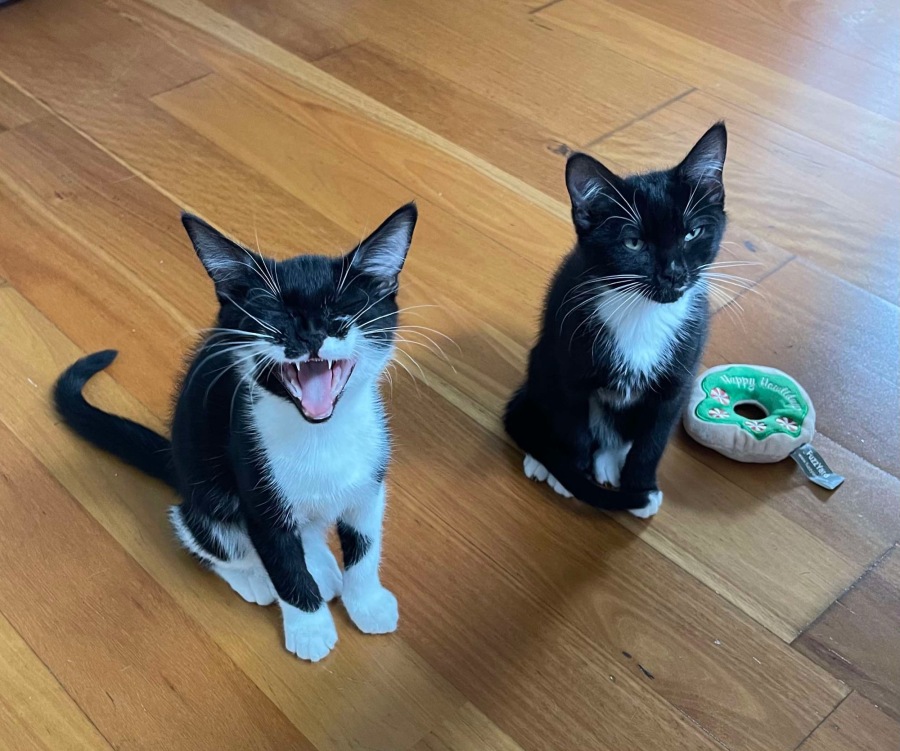 Elphaba - Female Domestic Short Hair (DSH) Cat in NSW - PetRescue