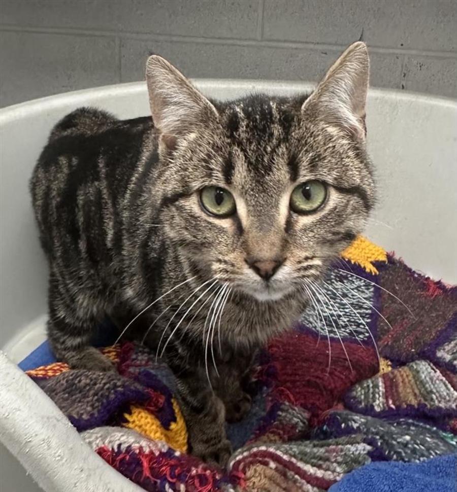 Gem - Female Domestic Short Hair (DSH) Cat in VIC - PetRescue