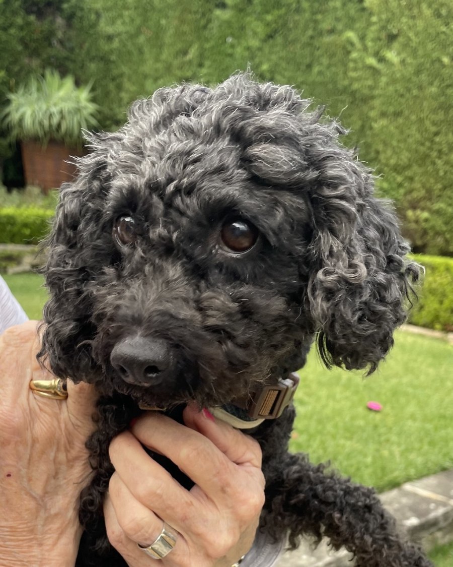 Reggie - Small Male Poodle (Toy) Dog in NSW - PetRescue
