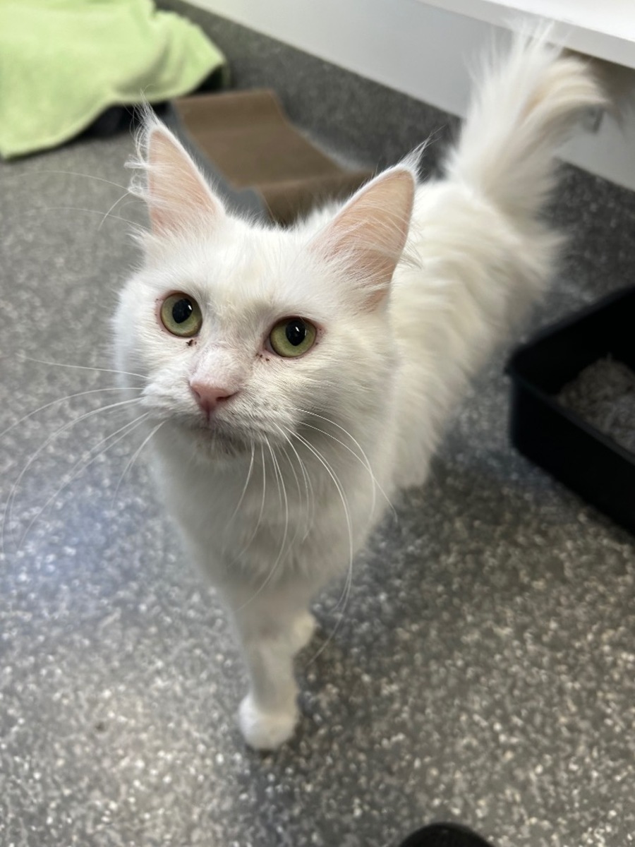 Aspen - Female Domestic Long Hair (DLH) Cat in VIC - PetRescue