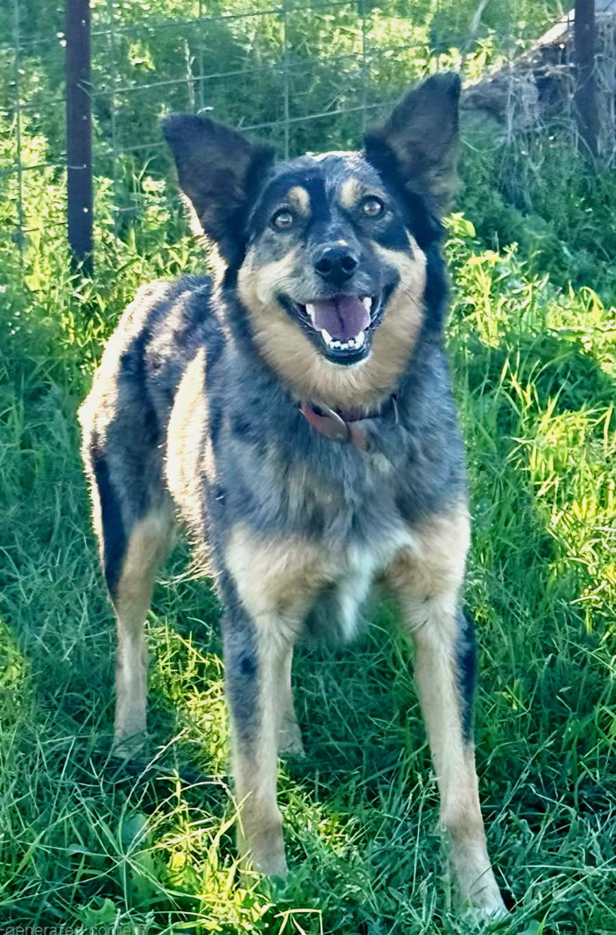 Jenny - Medium Female Border Collie x Australian Kelpie x Australian Koolie Mix Dog in NSW ...