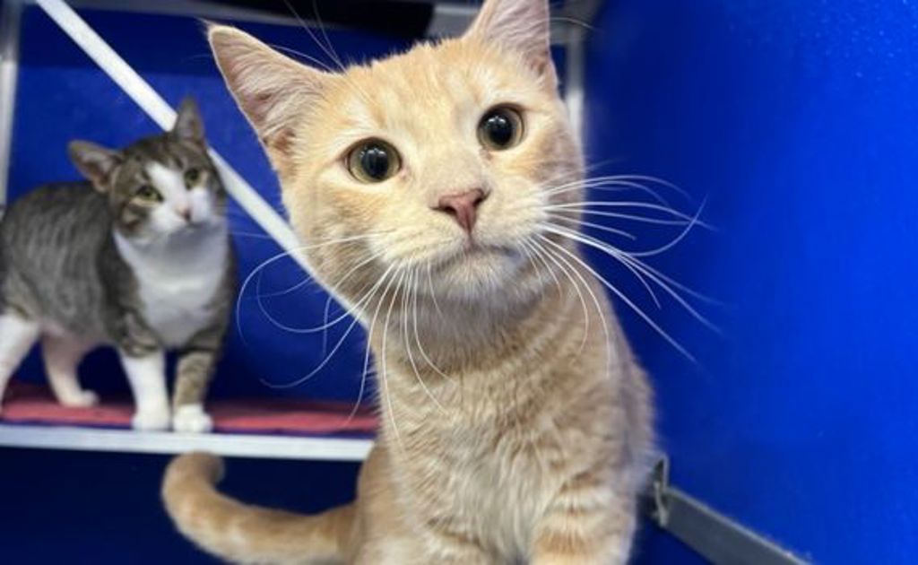 Souffle - Male Domestic Short Hair Mix Cat in VIC - PetRescue